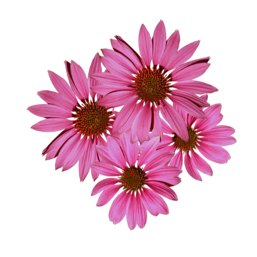 Flojo | Productivity Drink | Boost Focus & Brain Energy