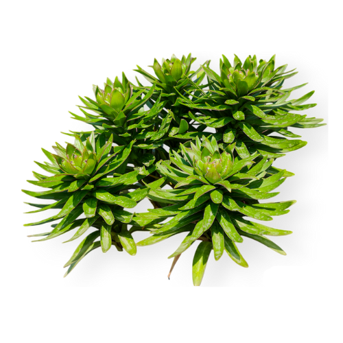 Flojo | Productivity Drink | Boost Focus & Brain Energy